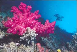 Alexandra Cousteau praises reef project | News | Breaking Travel News