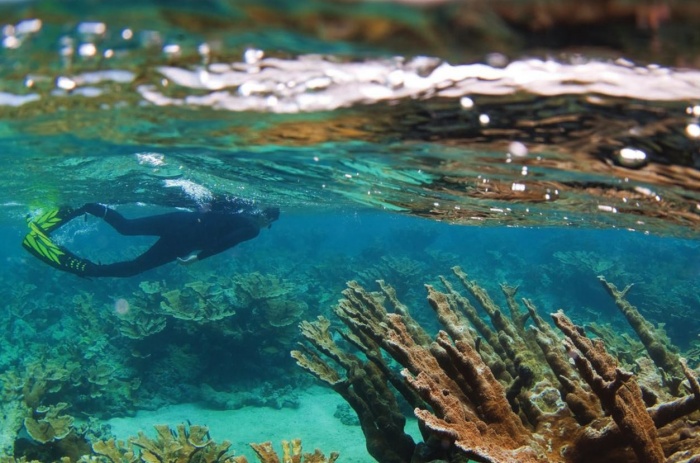 Scientists create guidelines to help conserve Caribbean coral reefs ...