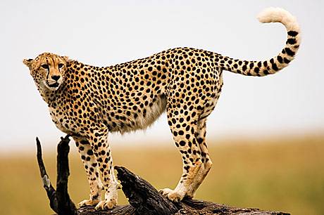 Tanzania Voted Best Safari Country in Africa | Focus | Breaking Travel News