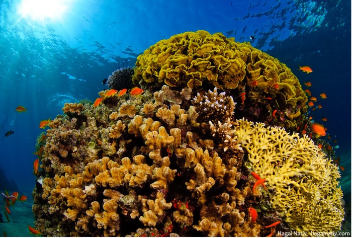 Unveiling Egypt’s Underwater Wonders: A Diver’s Guide to Red Sea ...
