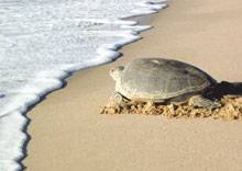 Oman now is the peak time for turtle watching | News | Breaking Travel News
