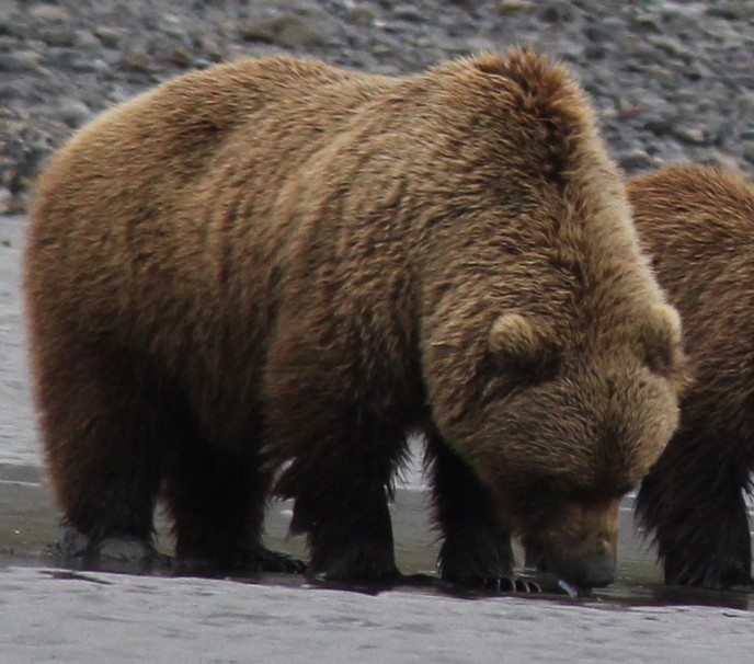 Get up Close and Personal with Alaska’s Majestic Brown Bears on ...