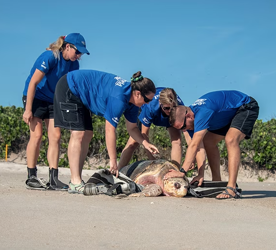 Miral Announces the opening of Yas SeaWorld® Research & Rescue, Yas ...