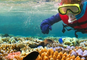 Celebrating World Reef Day: A Reflection on Conservation and Our Oceans ...
