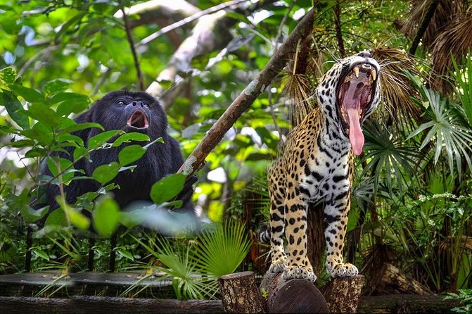 Exploring the Wonders of Wildlife at the Belize Zoo | News | Breaking ...