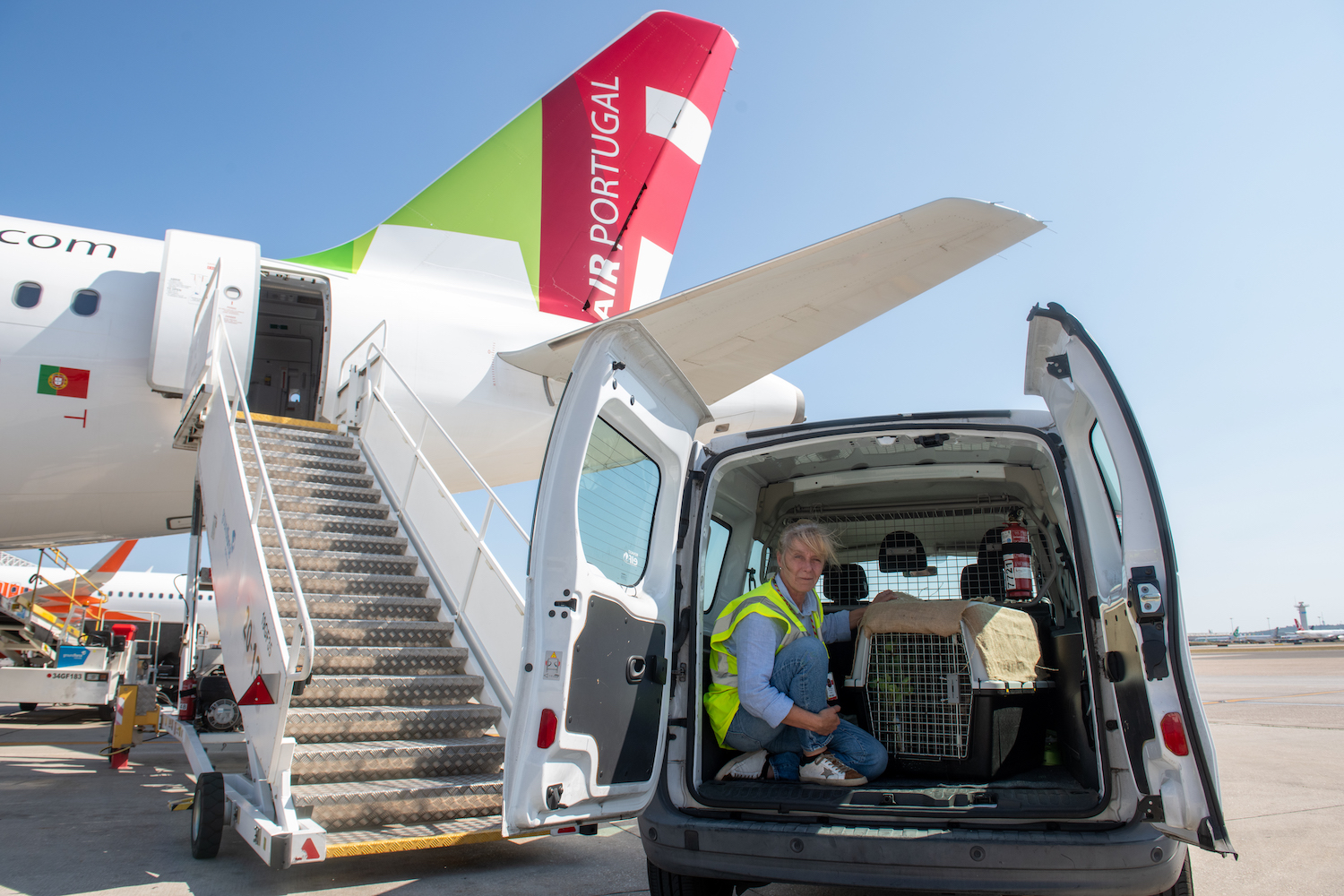 TAP fly’s rescue animal from Paris to new Lisbon home on top koala-ty ...