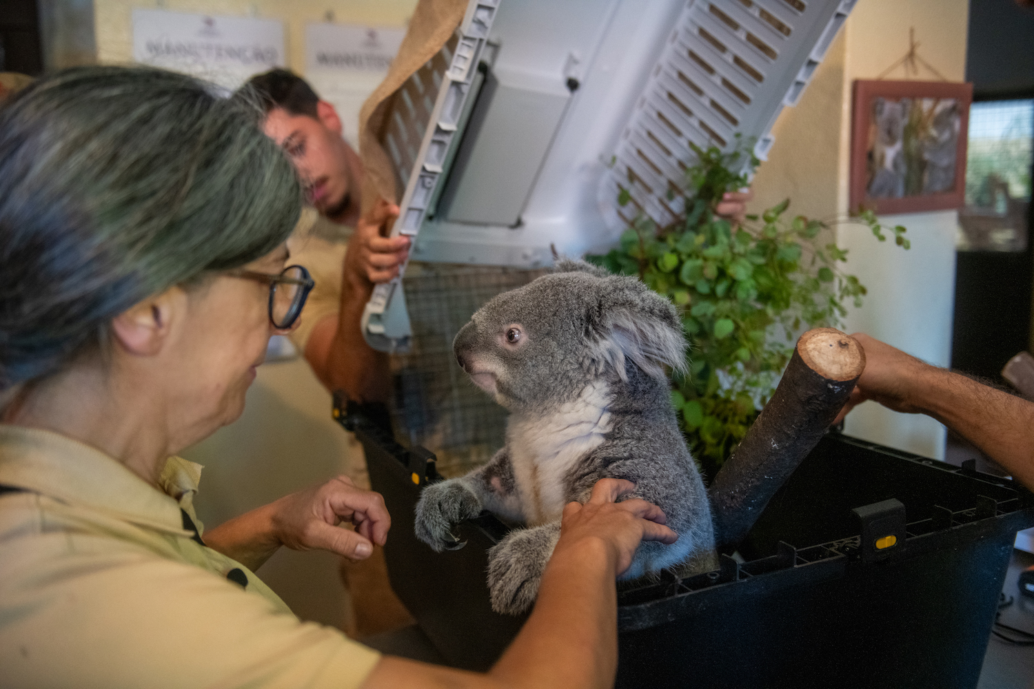 TAP fly’s rescue animal from Paris to new Lisbon home on top koala-ty ...
