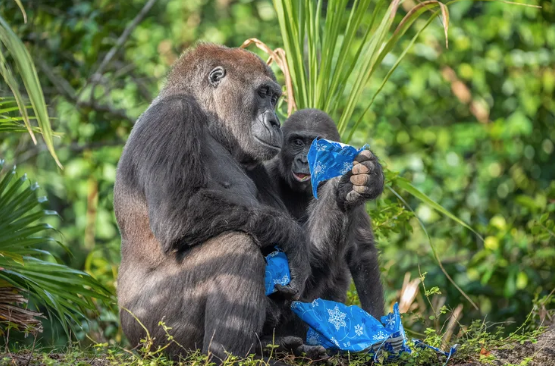 From 3D Printed Remote-controlled Toys to Tasty Popsicles: Even Disney ...