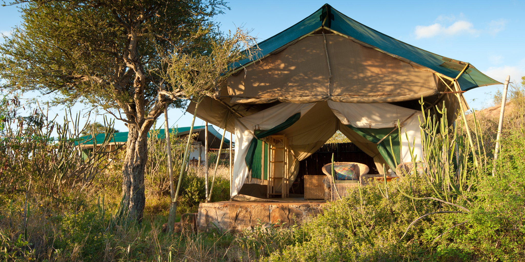 Yellow Zebra Safaris: Crafting Dreams into Reality | Focus | Breaking ...