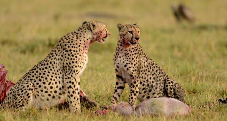 Zara Tanzania Adventures Celebrates Landmark Victory at the 2025 World ...