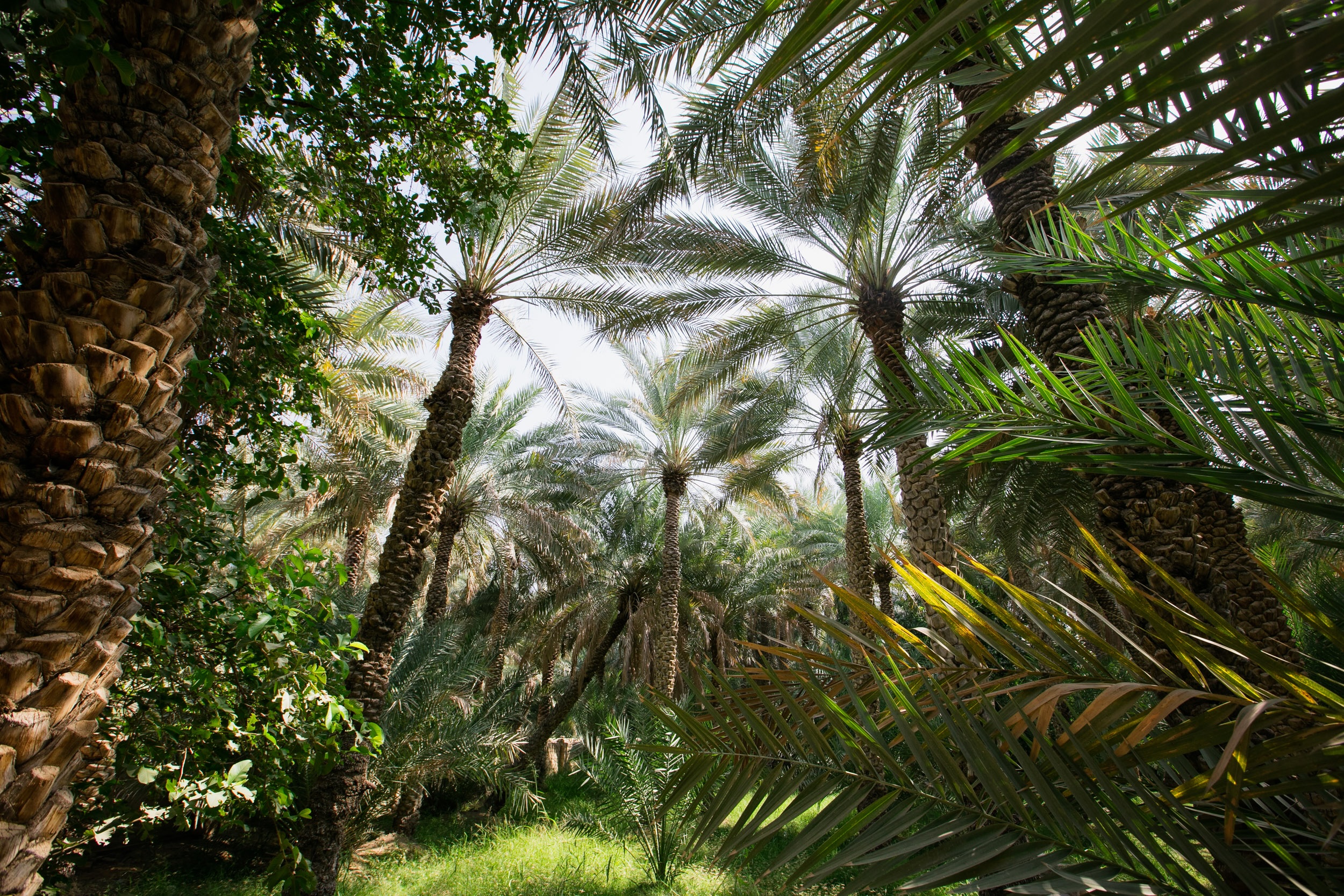Destination Spotlight: Al Ain Emerges as UAE’s Cultural and Eco-Tourism ...