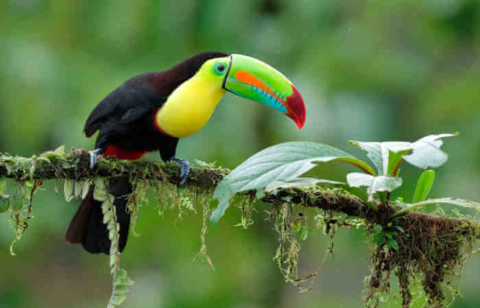 Embracing Nature’s Symphony: Discovering the Wildlife at Bacab Eco Park ...