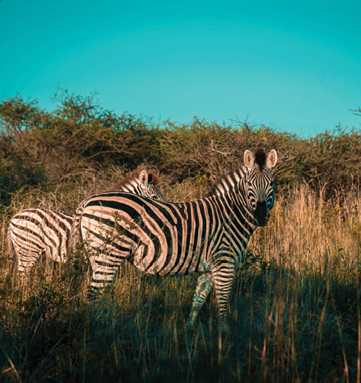 BOTSWANA OFFERS A WINDOW OF INCENTIVES TO FOREIGN INVESTORS | News ...