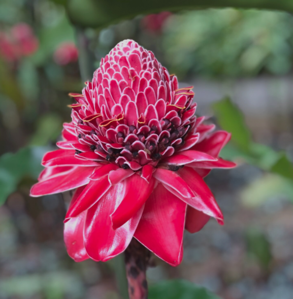 A natural wonder of Saint Lucia | News | Breaking Travel News