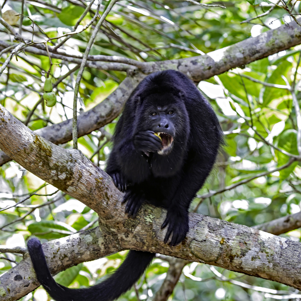 Embracing Nature’s Symphony: Discovering the Wildlife at Bacab Eco Park ...